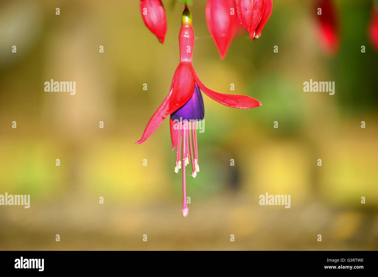 Red and purple fuchsia, a single bloom Stock Photo - Alamy