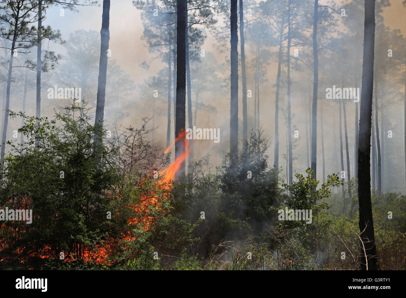 Longleaf pine forest fire hi-res stock photography and images - Alamy