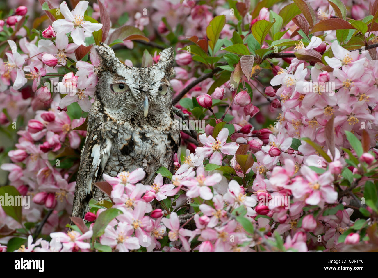 Screech Owls High Resolution Stock Photography and Images - Alamy