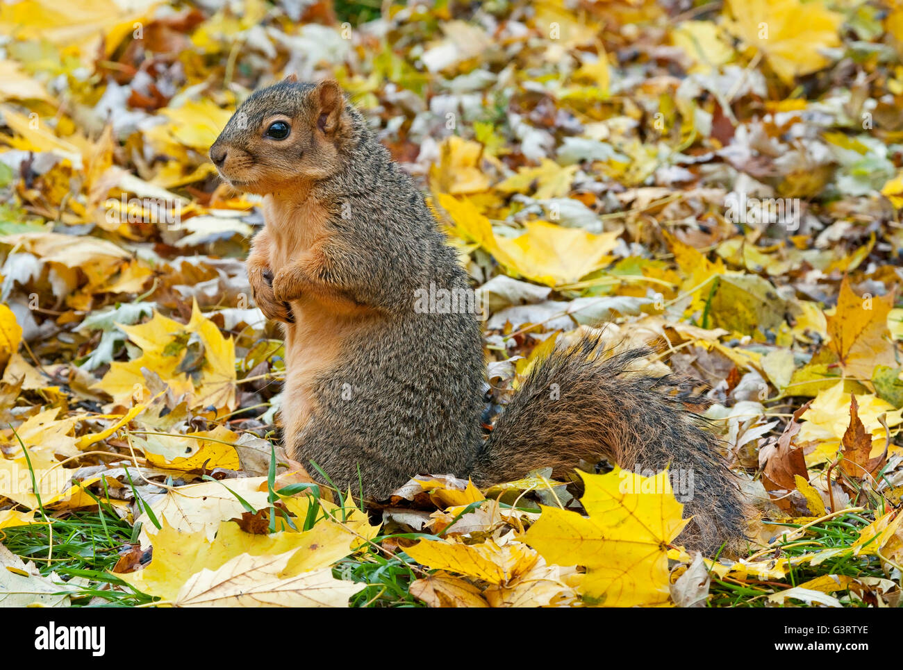 Eastern Fox Squirrel (Sciurus niger) on forest floor, searching for ...