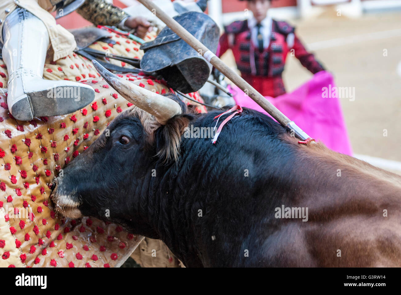Picador bullfighter, lancer whose job it is to weaken bull's neck ...