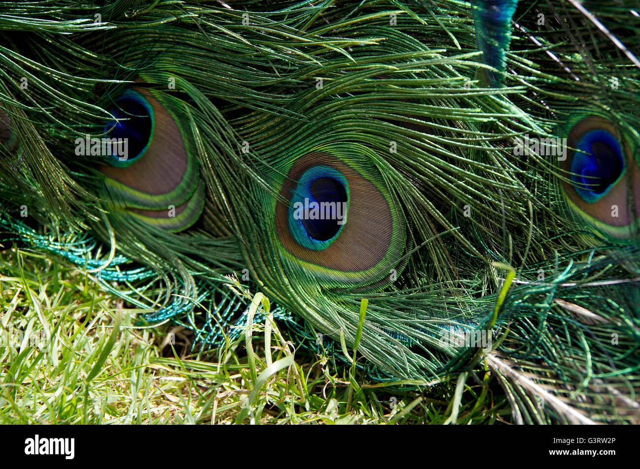 Close up of colourful eye markings on the tail of a Peacock Stock Photo ...