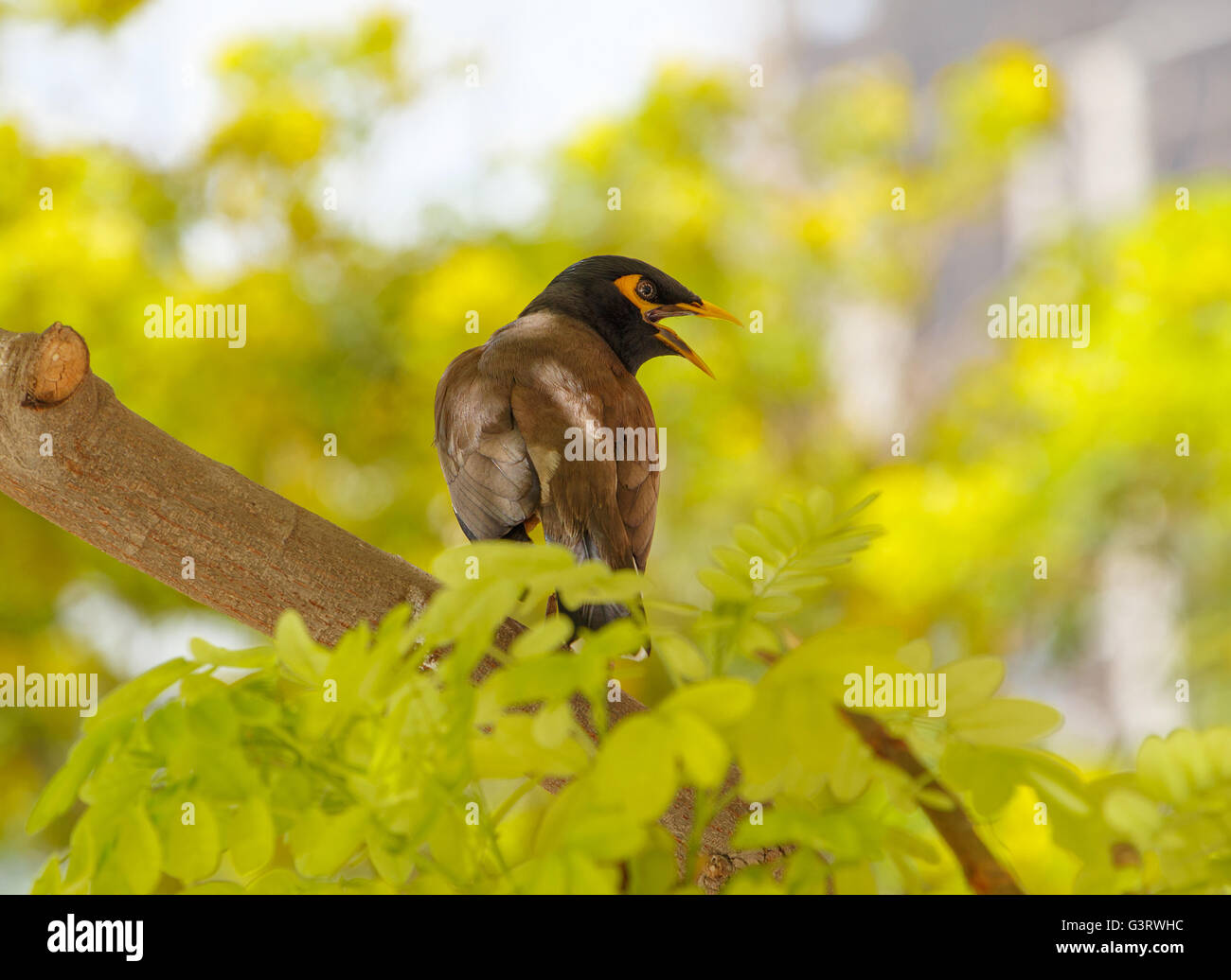 Acacia tree bird hi-res stock photography and images - Alamy