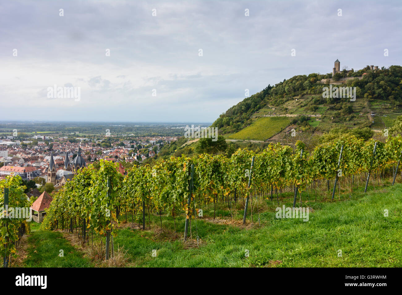 " Dom " and castle Starkenburg (View from Maiberg ) with vineyards ...