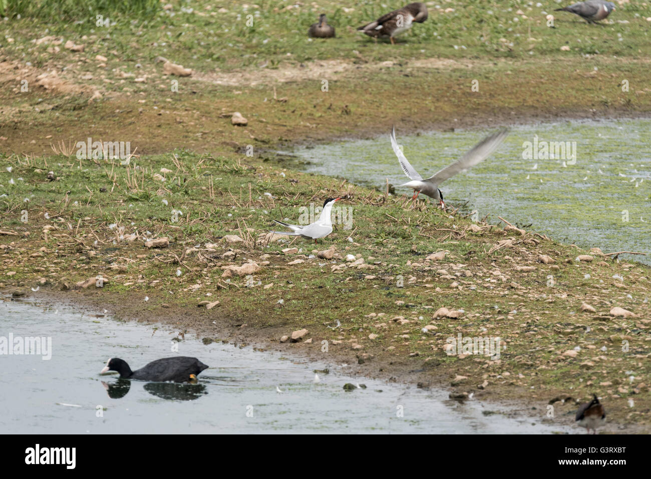 A pair of bonding Common Terns, the flying one has a fish in its beak ...