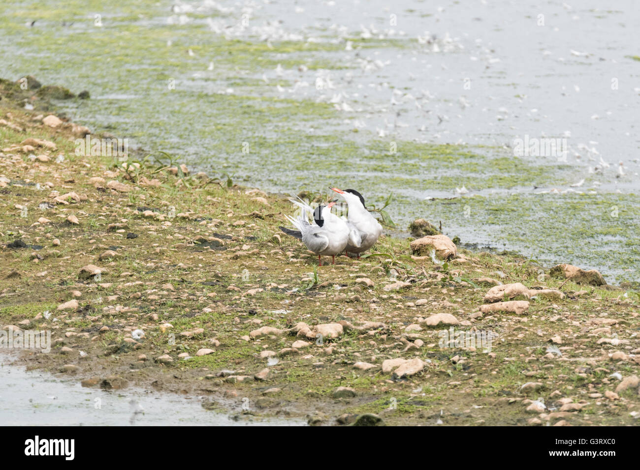 A pair of bonding Common Terns Stock Photo - Alamy