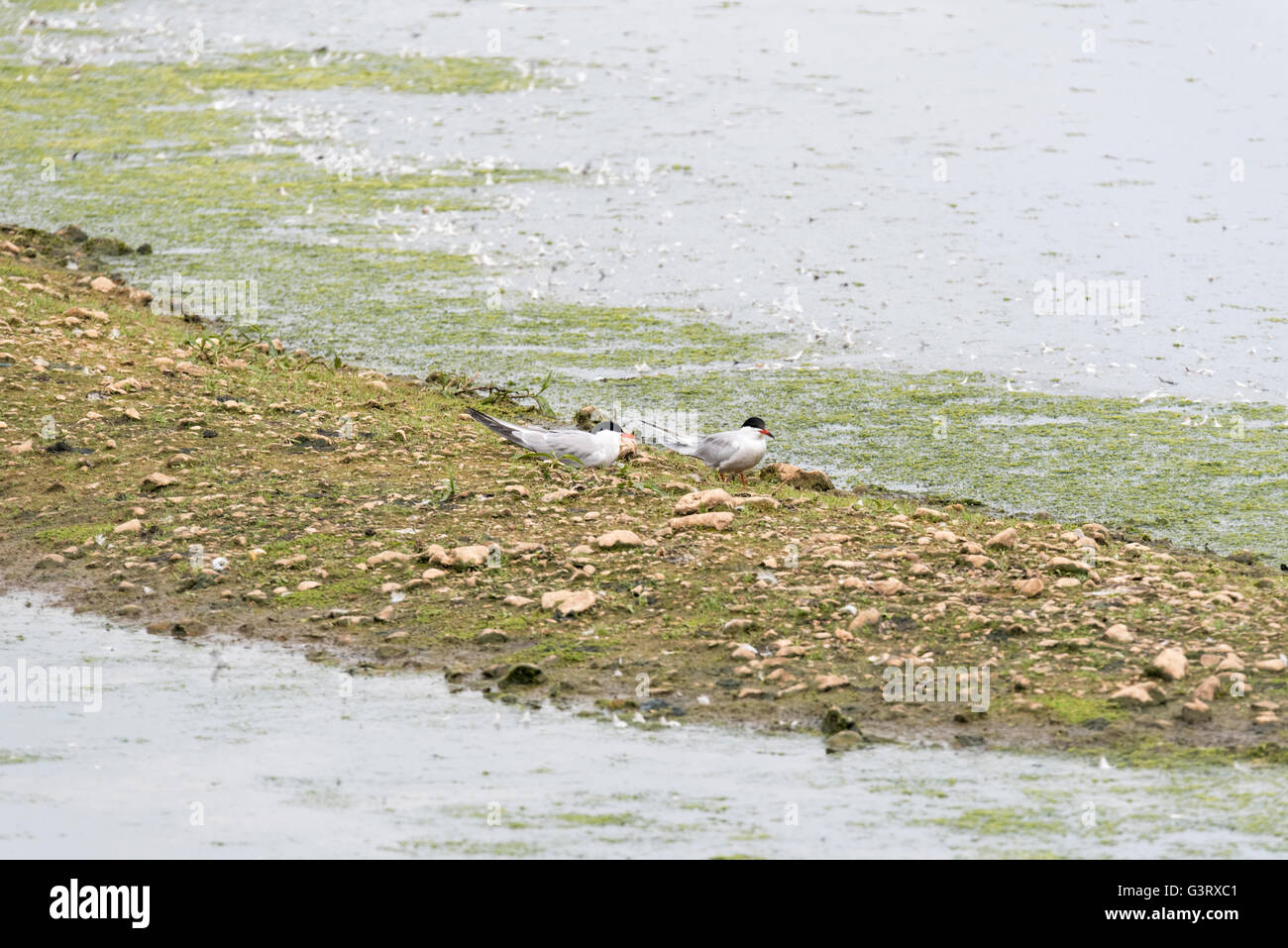 A pair of Common Terns Stock Photo - Alamy