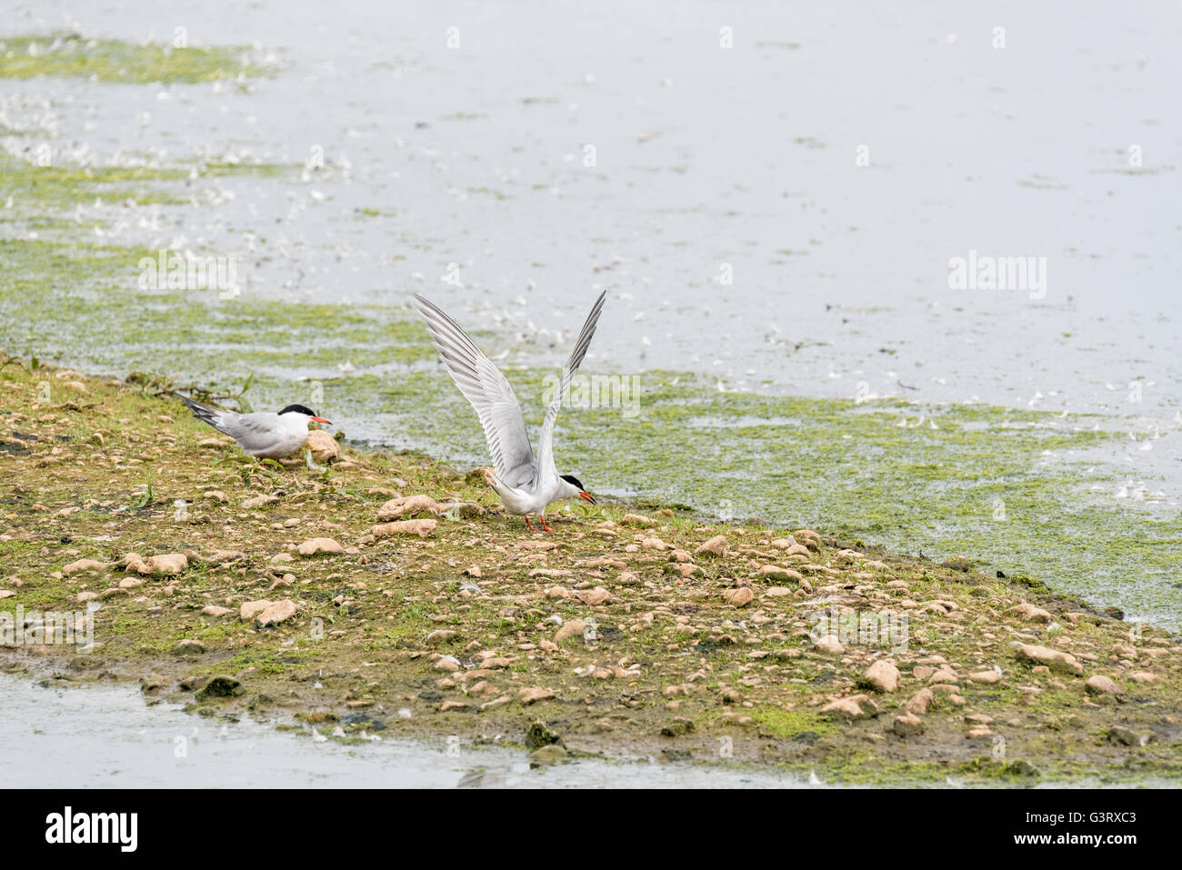 A pair of Common Terns Stock Photo - Alamy