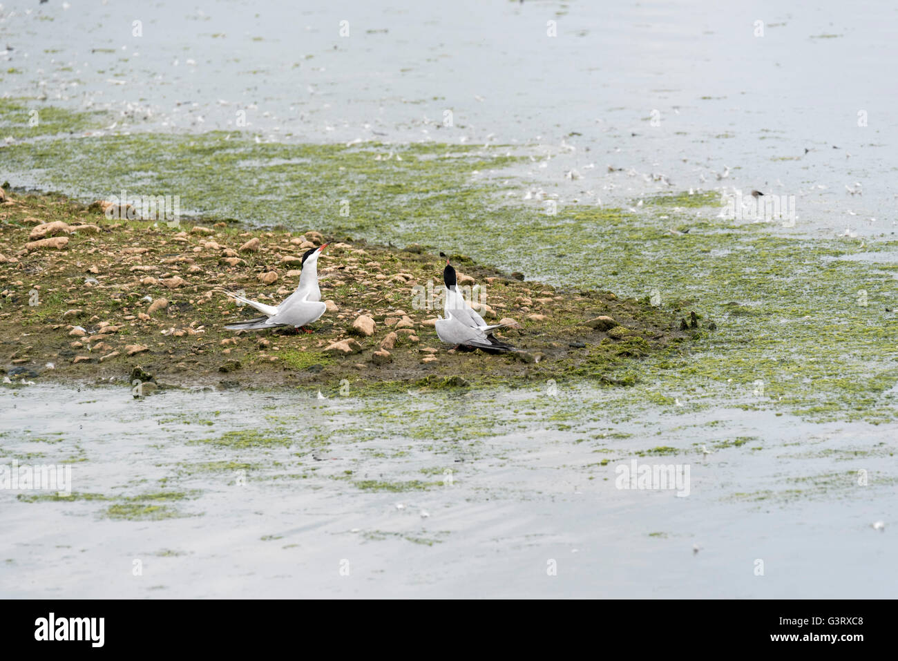 A pair of bonding Common Terns Stock Photo - Alamy