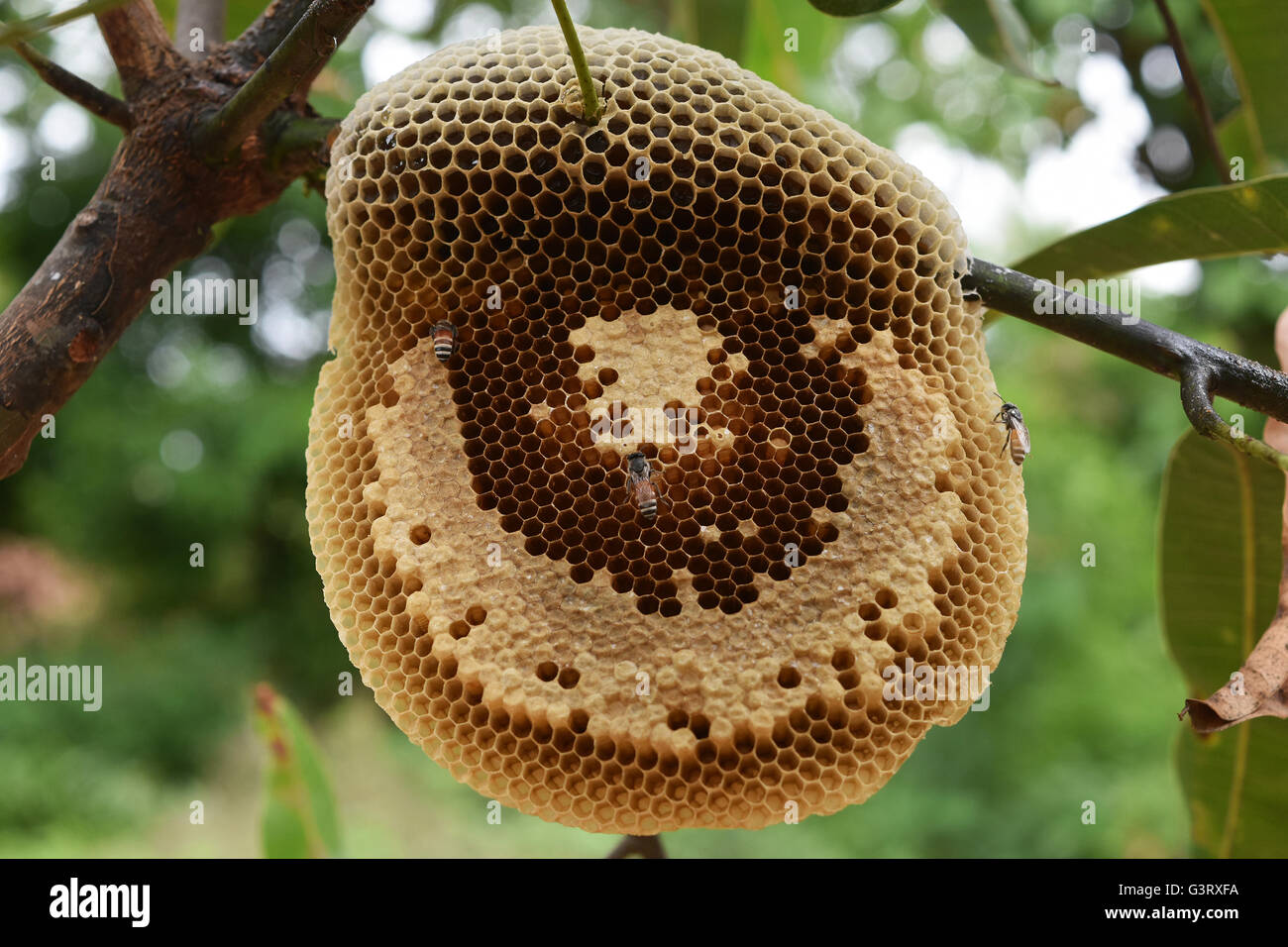 Honeycomb in the nature Stock Photo - Alamy