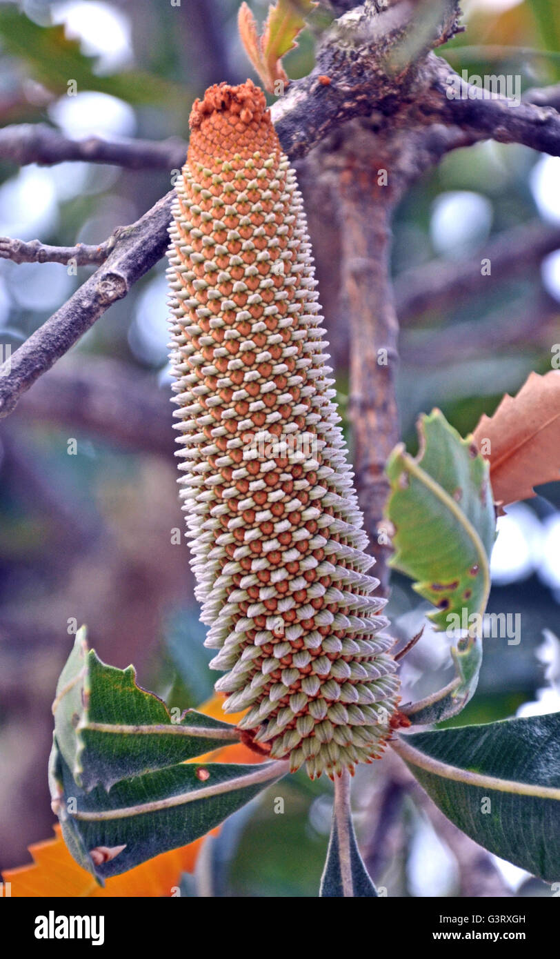 Old man banksia tree hi-res stock photography and images - Alamy