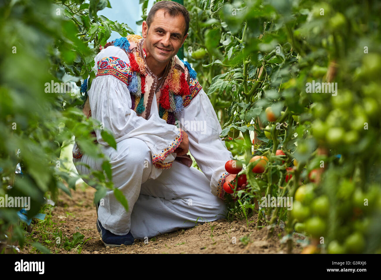 Romanian farmer wearing traditional costume in his tomato greenhouse ...