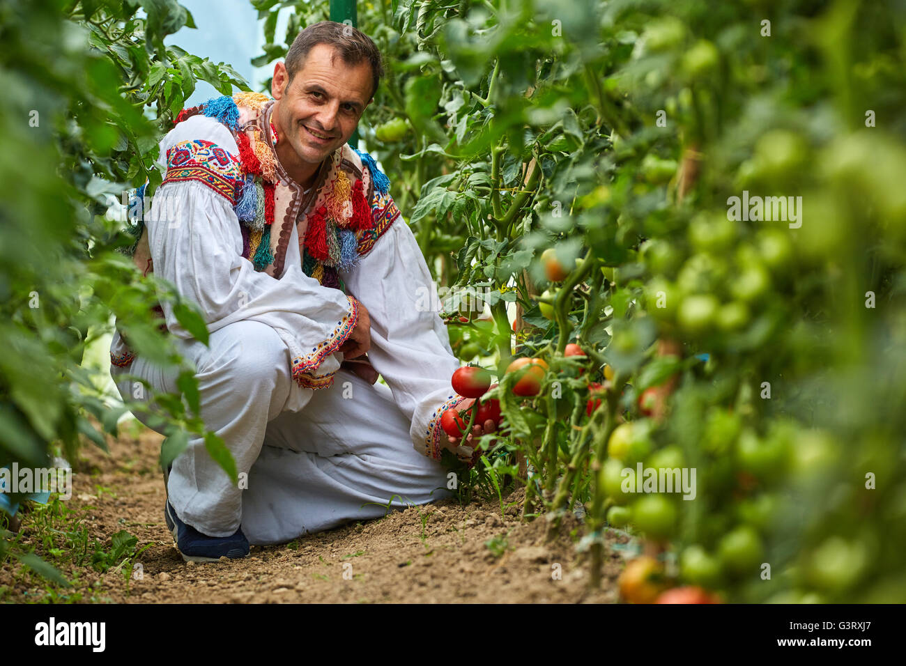 Romanian farmer wearing traditional costume in his tomato greenhouse ...