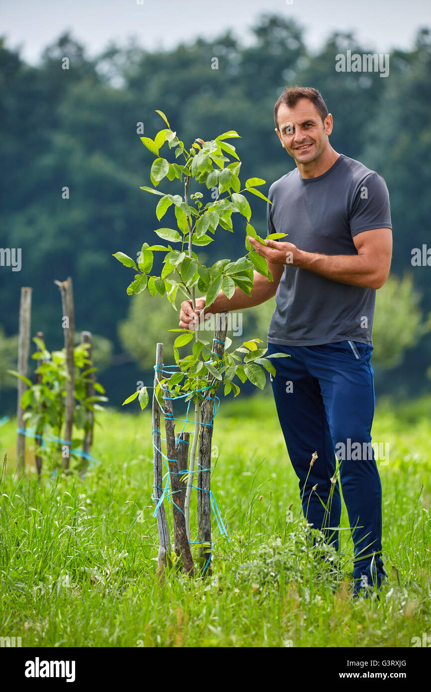 Mature farmer checking his baby walnut trees in the orchard Stock Photo ...
