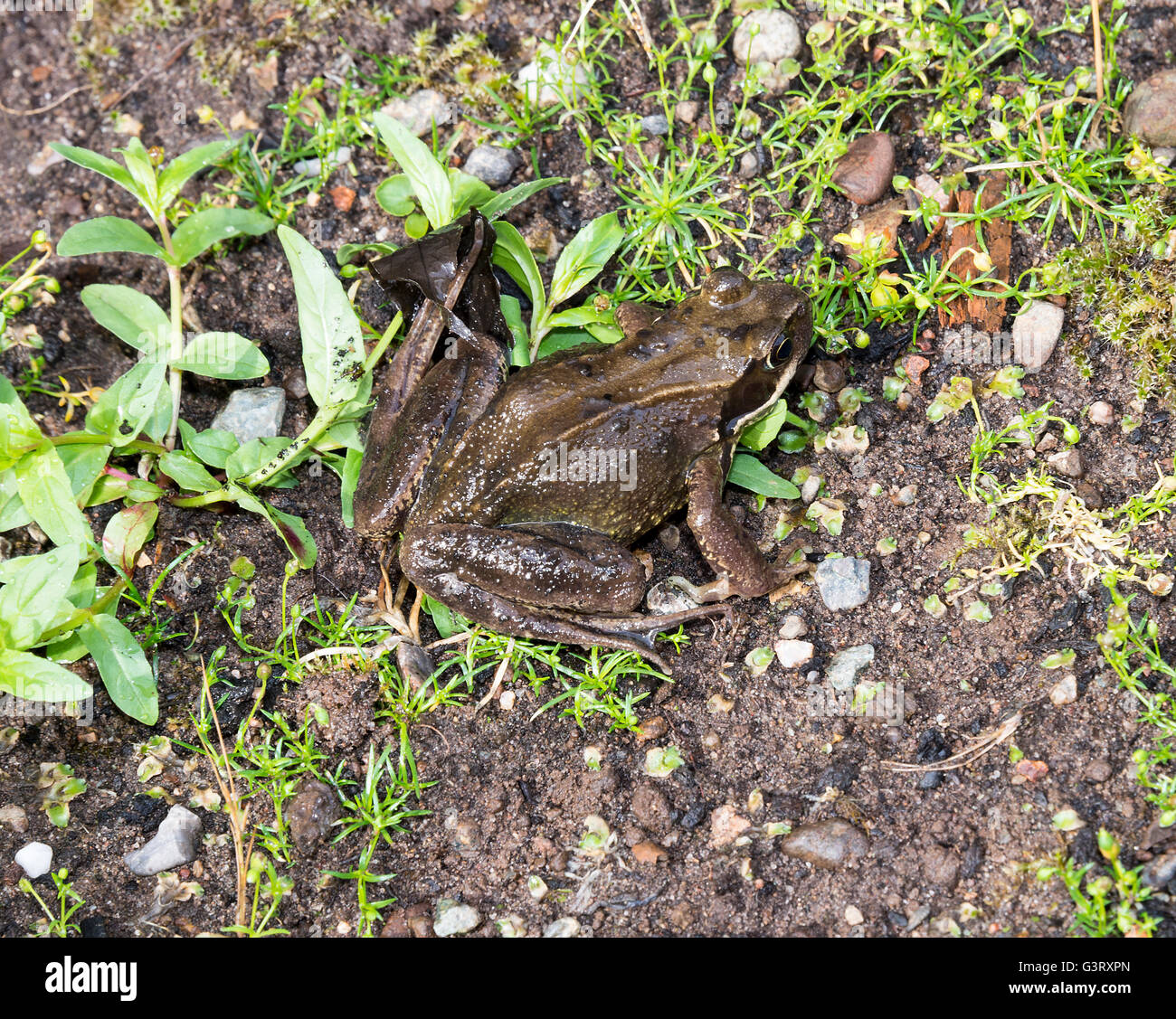 A Common Toad Amongst Weeds in a Cheshire Garden Alsager England United ...
