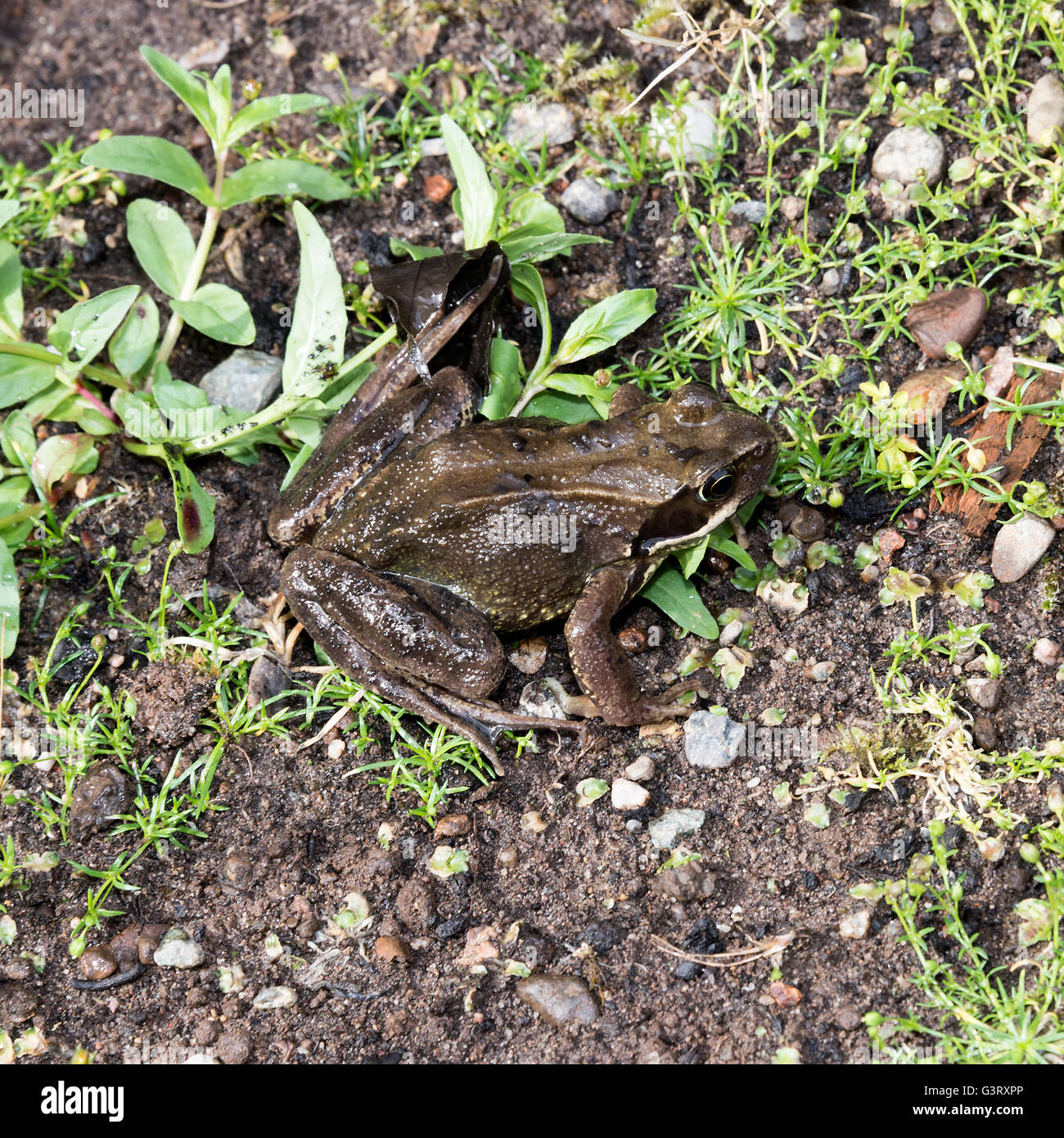 A Common Toad Amongst Weeds in a Cheshire Garden Alsager England United ...