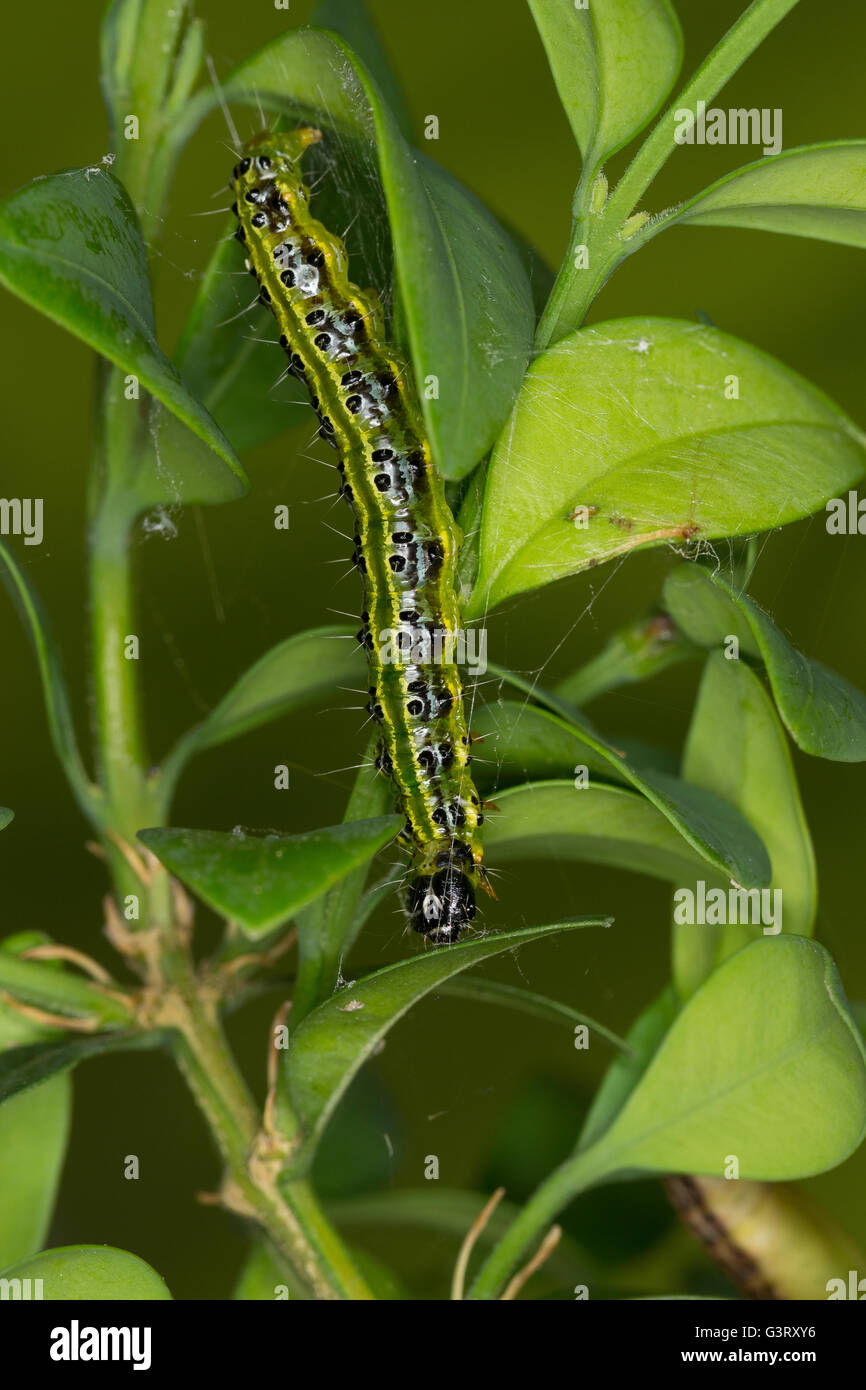 Buchsbaumzünsler, Buchsbaum-Zünsler, Raupe frisst an Buchsbaum, Buchs ...
