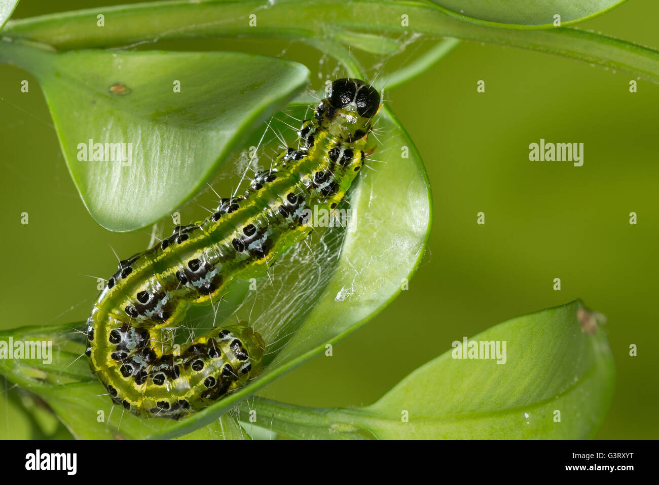 Buchsbaumzünsler, Buchsbaum-Zünsler, Raupe frisst an Buchsbaum, Buchs ...