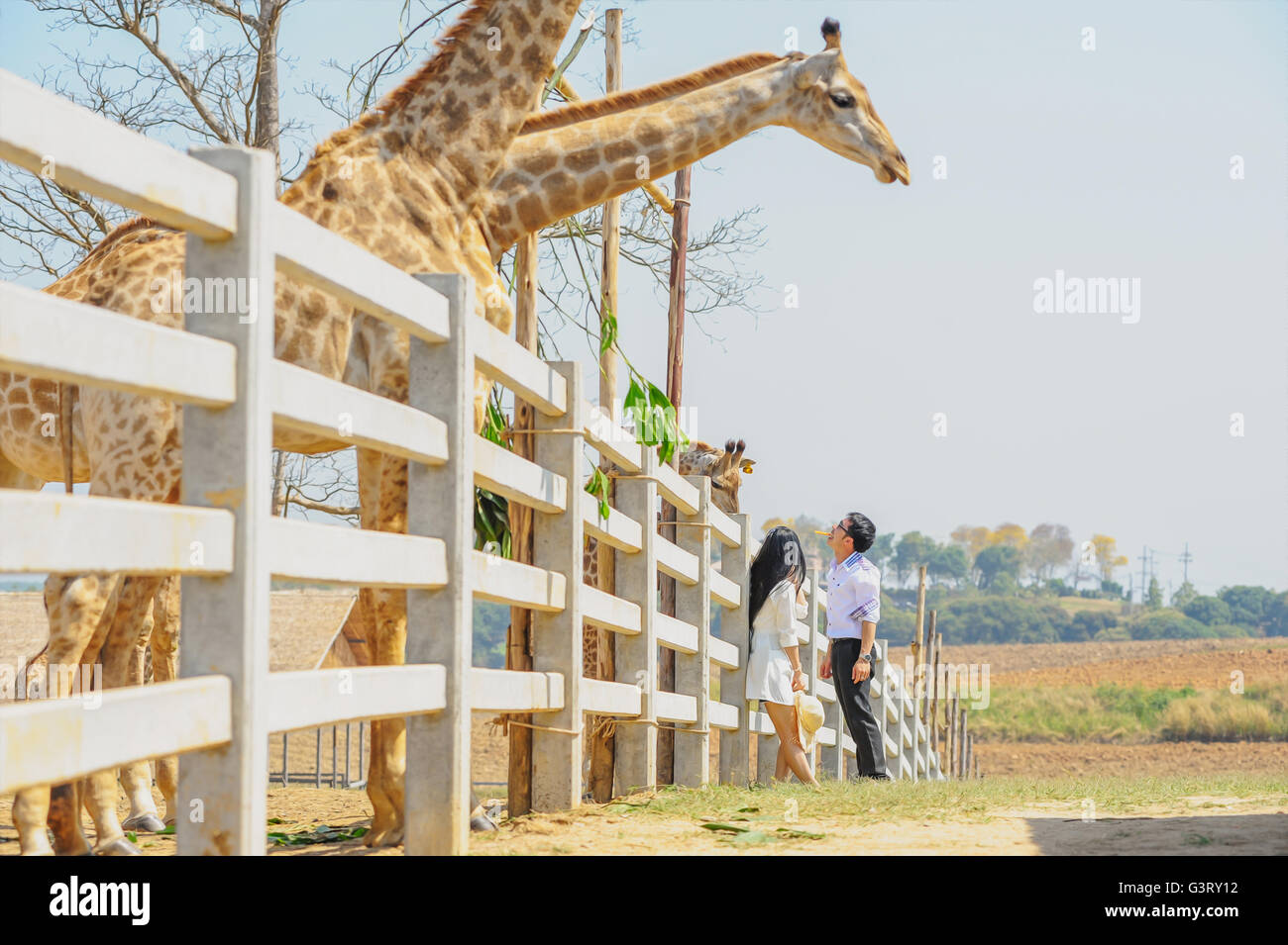 asai young romantic man and woman standing with giraffe. Young love ...