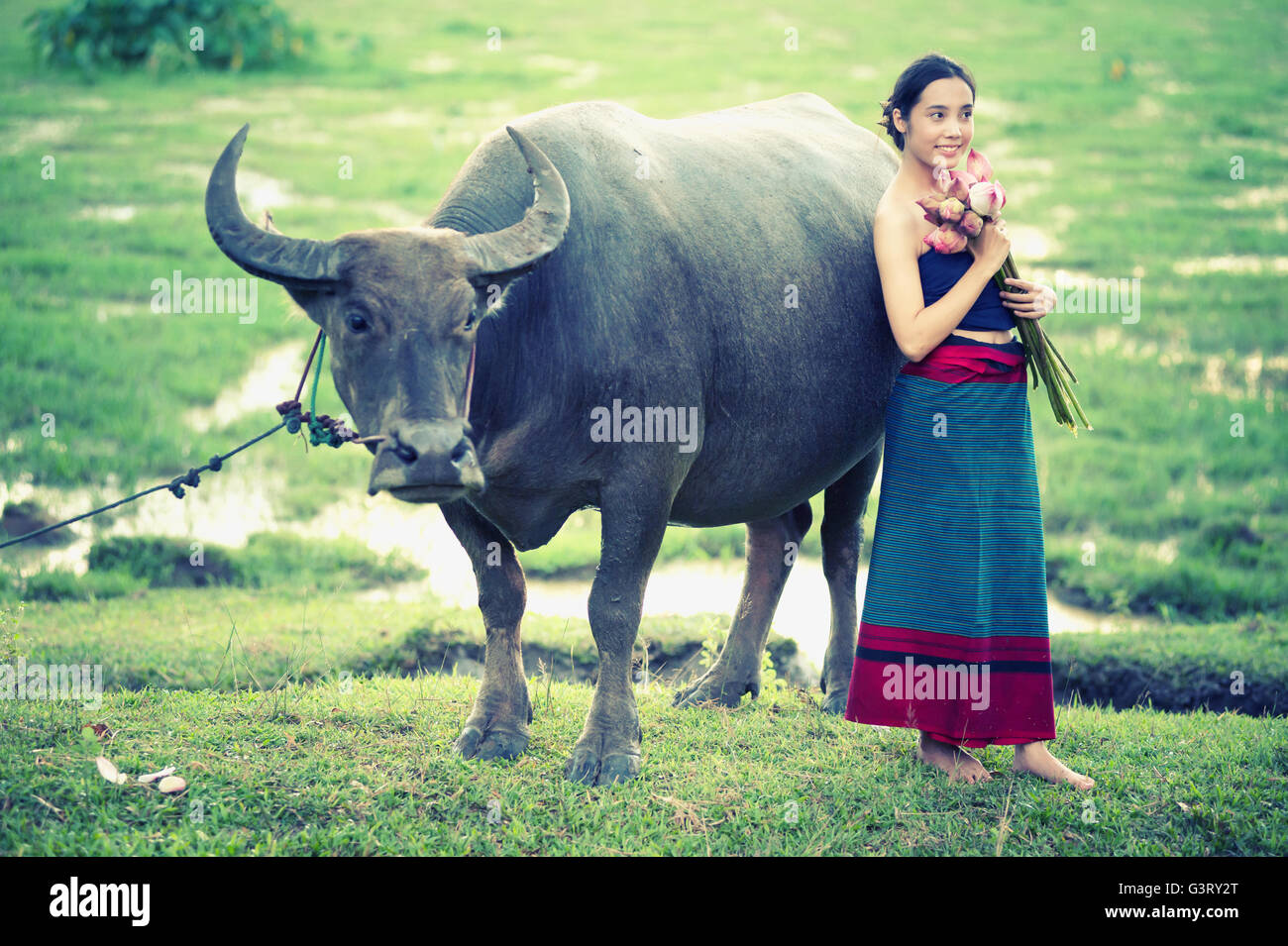 Thai ancient young women buffalo hi-res stock photography and images ...