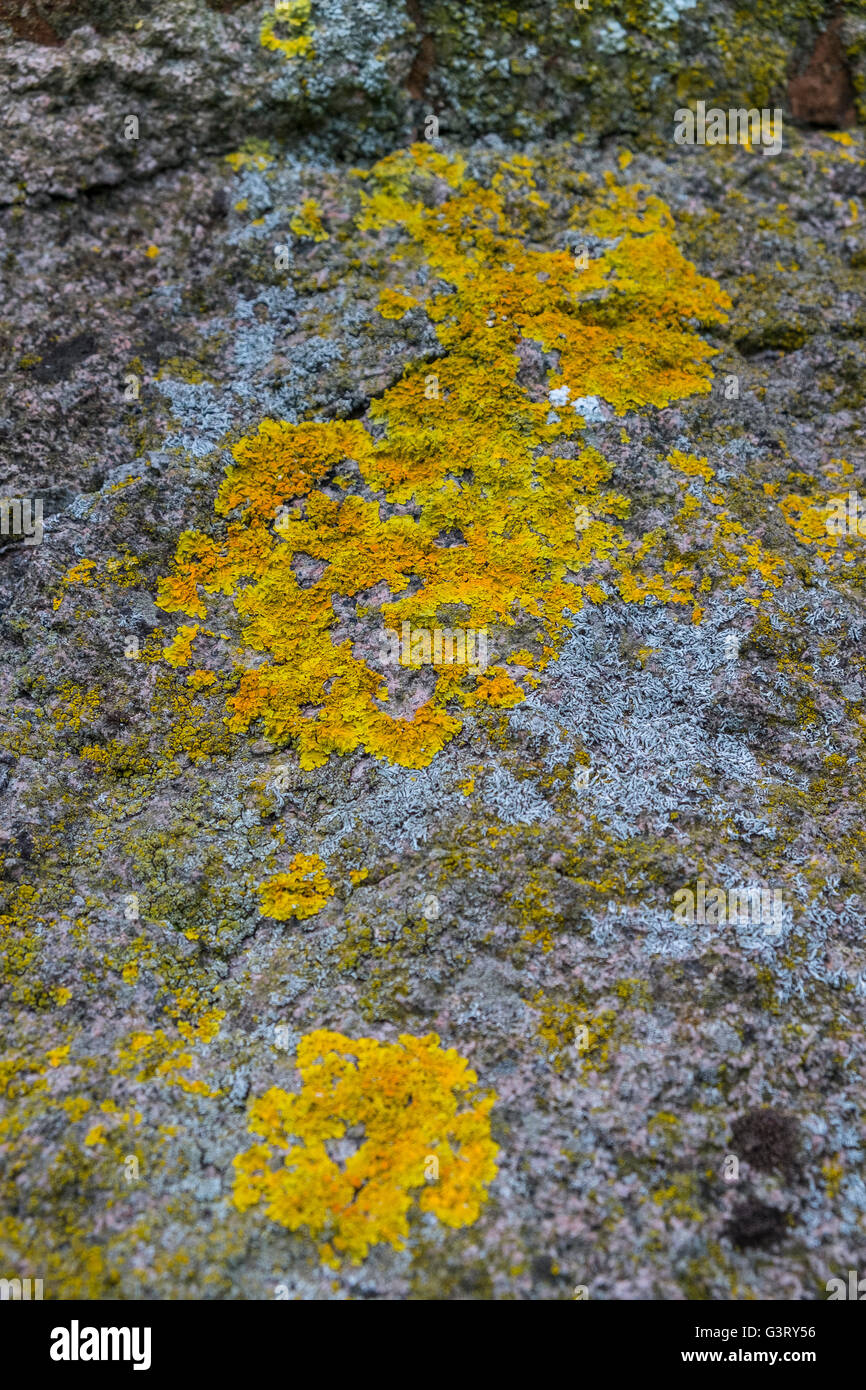 Xanthoria aureola orange yellow lichen rock uk Stock Photo - Alamy