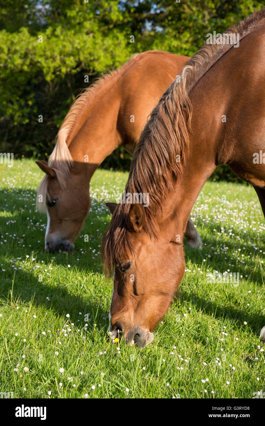 Two chestnut ponies enjoying grazing in a grassy meadow on a summer ...