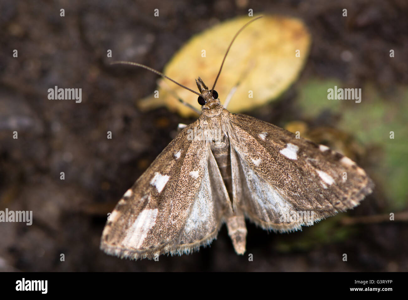 Udea olivalis micro moth with wings open. Small insect in the family ...