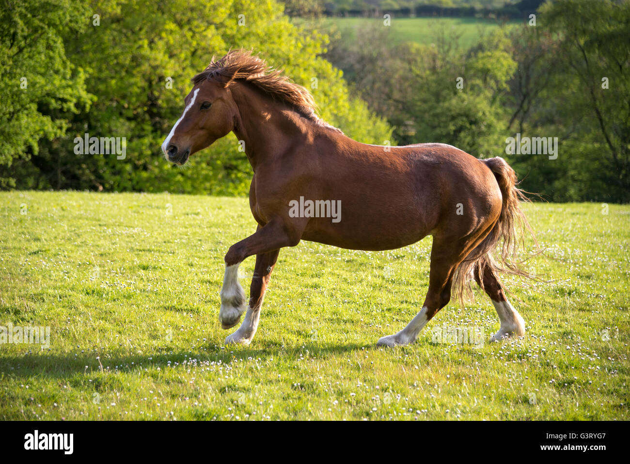 Chestnut pony hi-res stock photography and images - Alamy