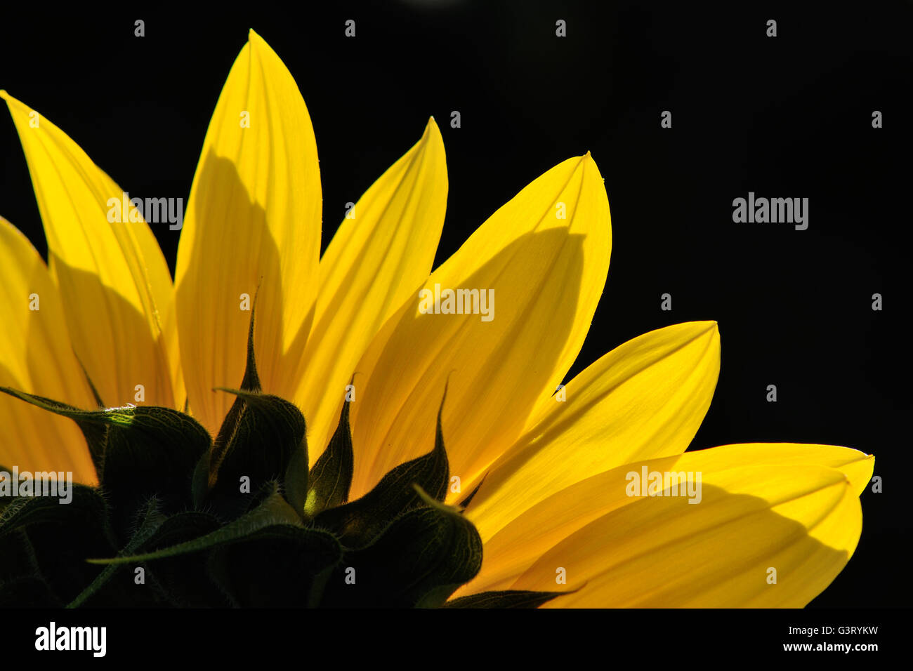 Back side sunflower hi-res stock photography and images - Alamy