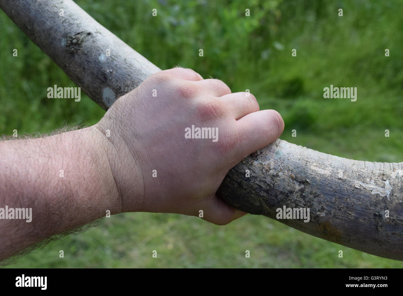 Hand Holding Tree Branch Stock Photo - Alamy