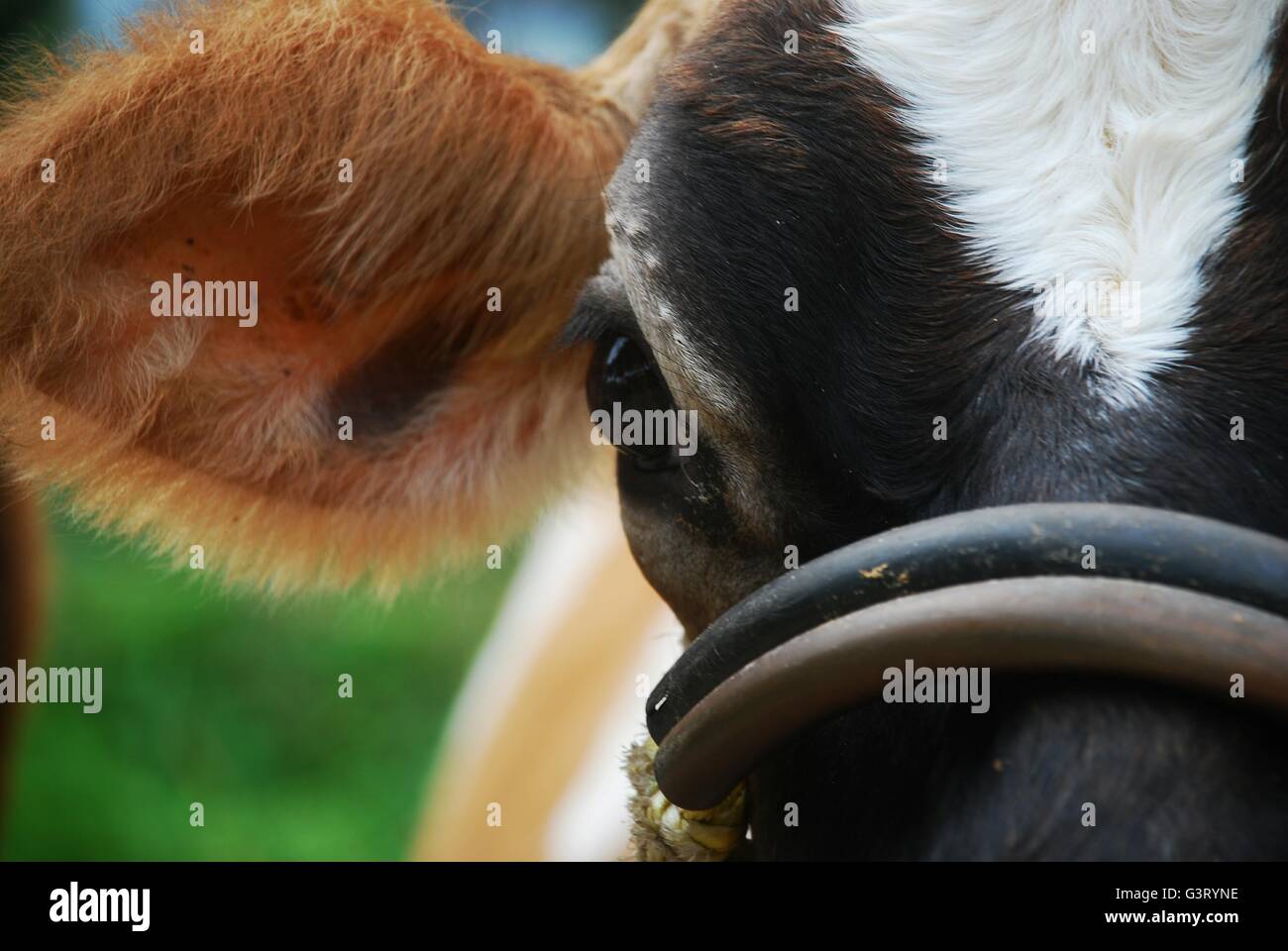 Closeup on the Head of a beautiful cow Stock Photo - Alamy