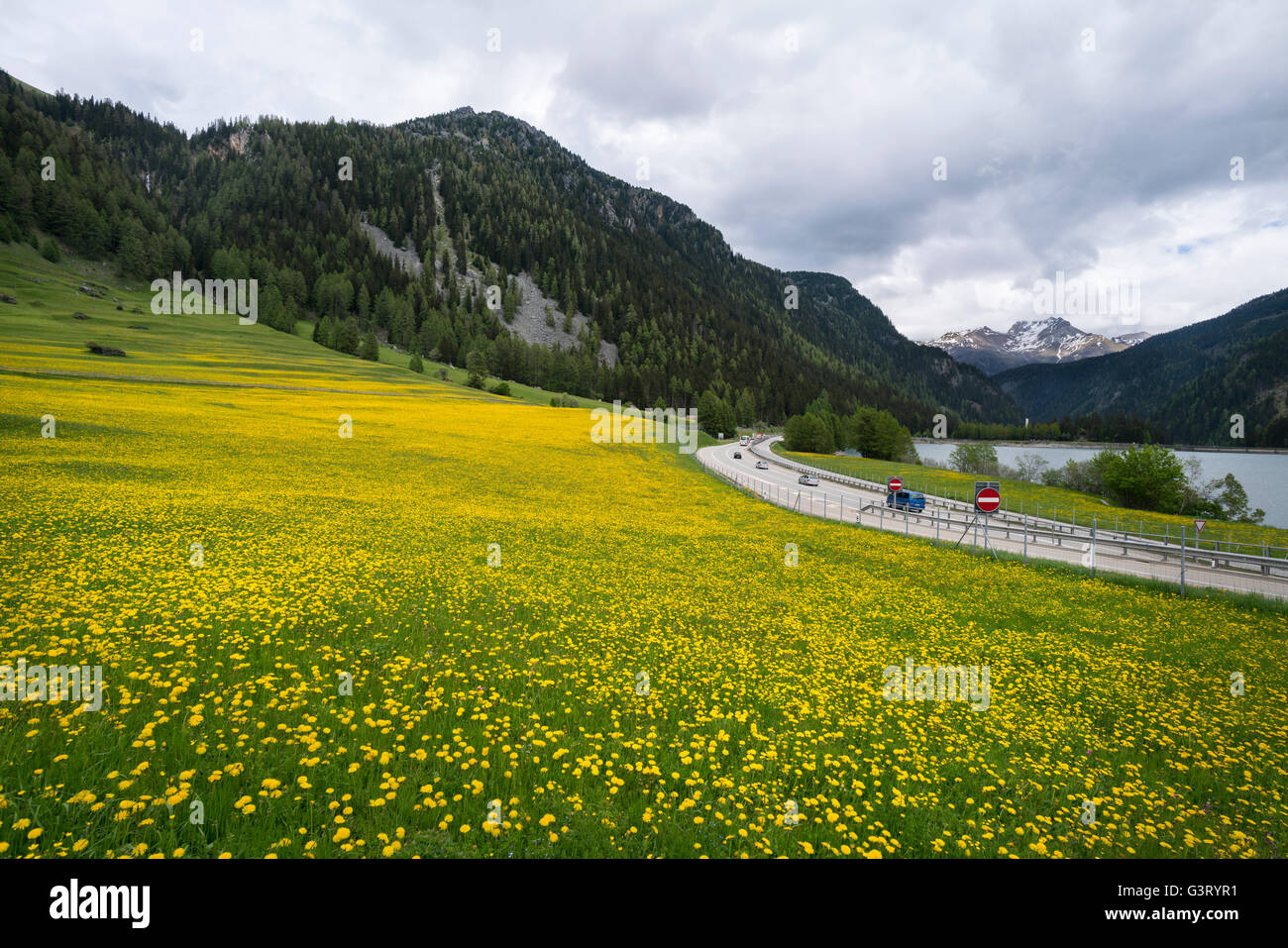 High elevation flowers hi-res stock photography and images - Alamy
