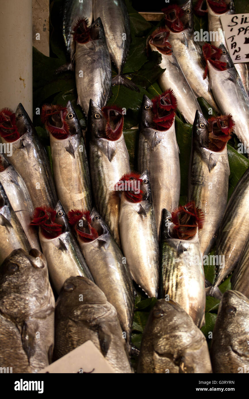 Palamut tane fish in ice on a market Istanbul Stock Photo - Alamy