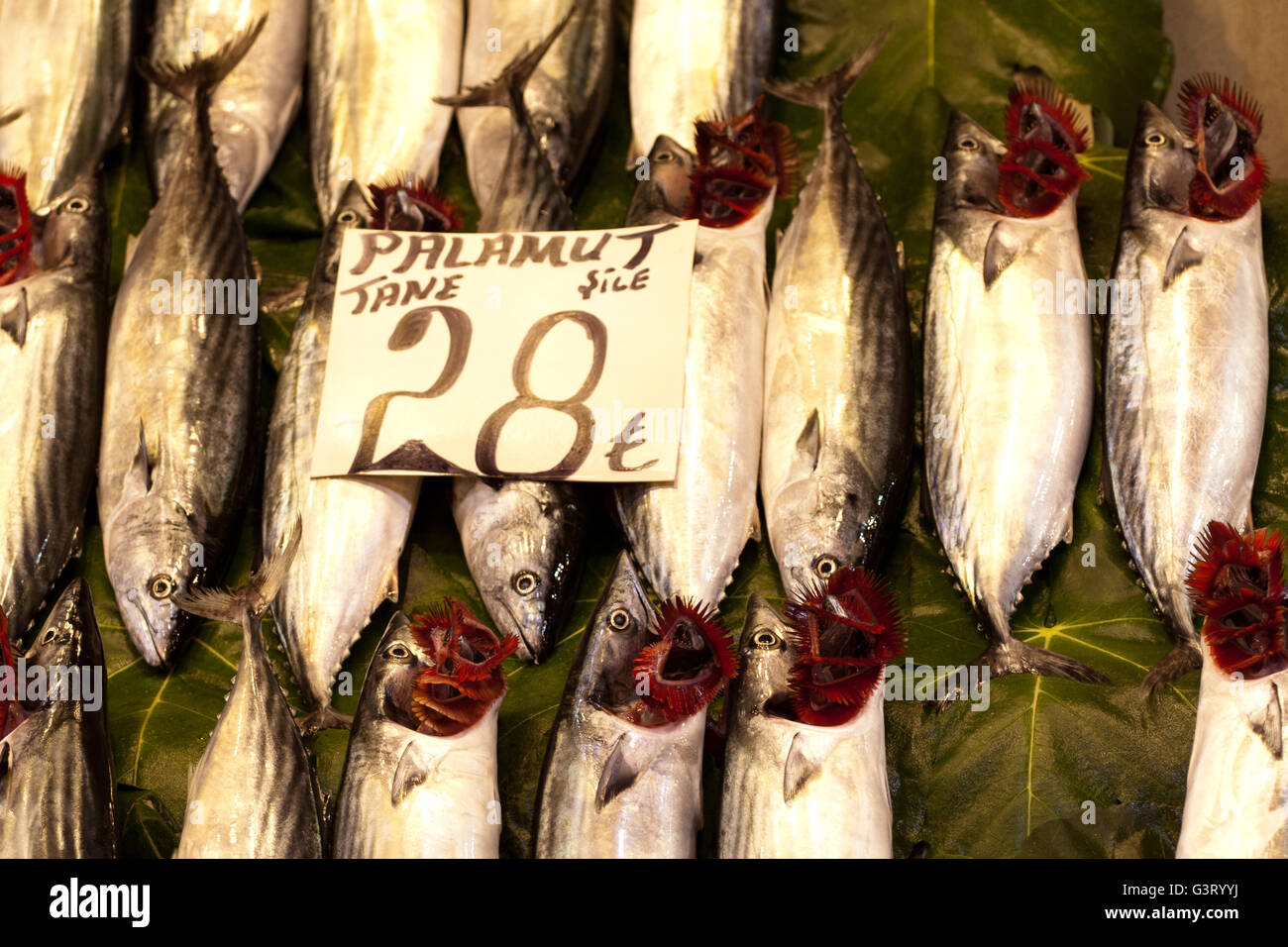 Palamut tane fish in ice on a market Istanbul Stock Photo - Alamy