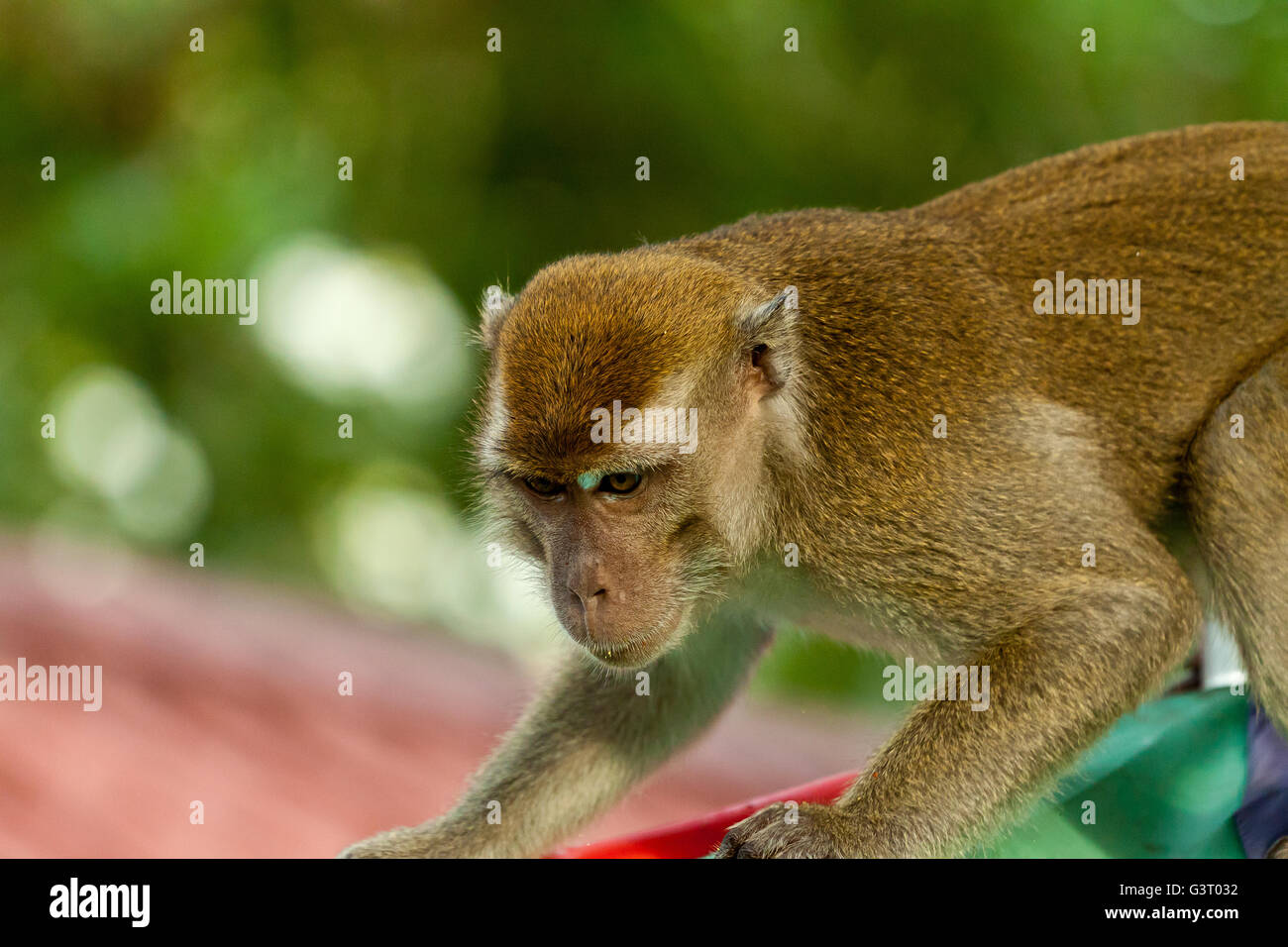 Focused monkey hi-res stock photography and images - Alamy