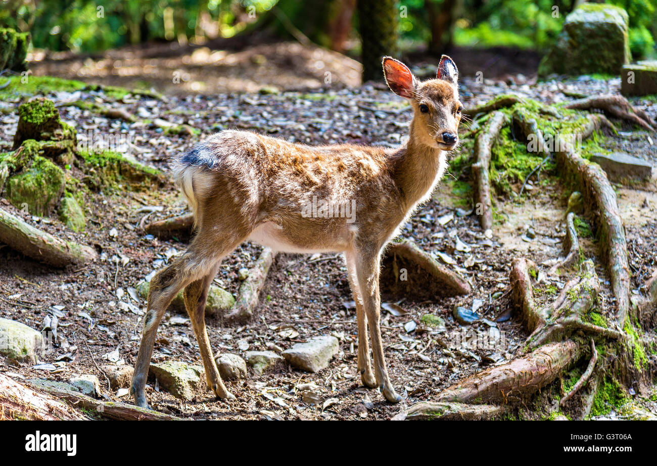 Deer park temple hi-res stock photography and images - Alamy