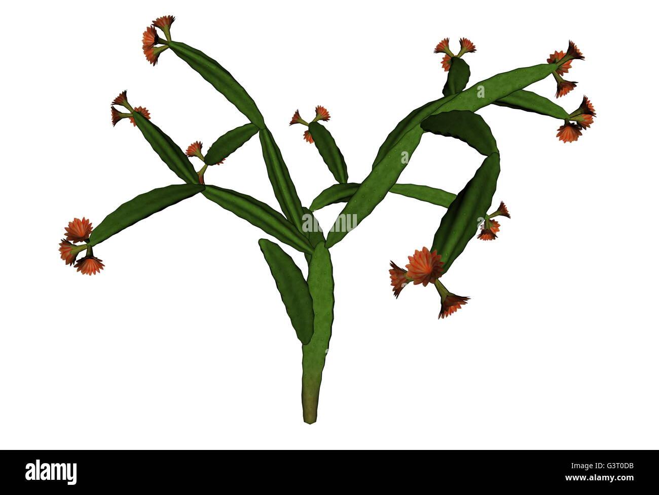 Thin cactus with small flowers isolated in white background - 3D render ...