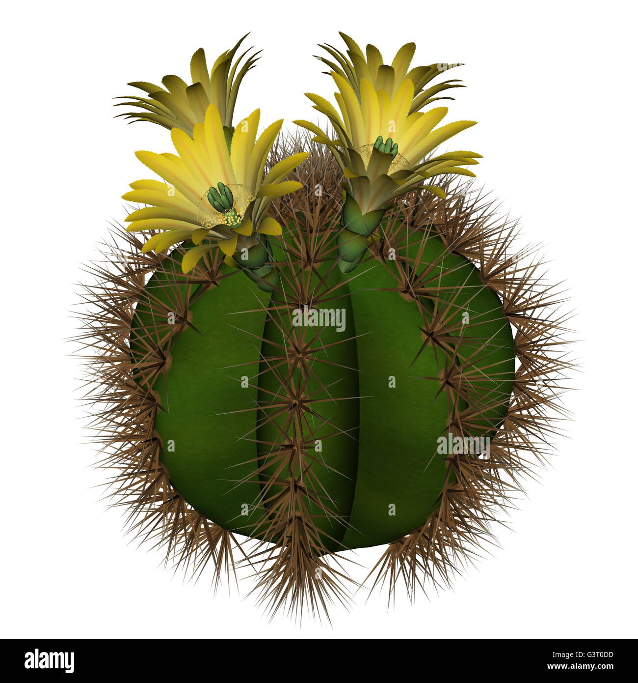 Spherical cactus with yellow flowers isolated in white background - 3D ...