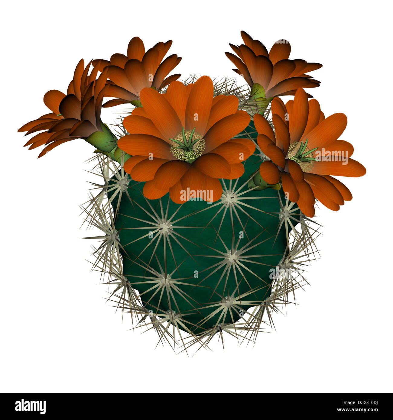 Spherical cactus with red flowers isolated in white background - 3D ...
