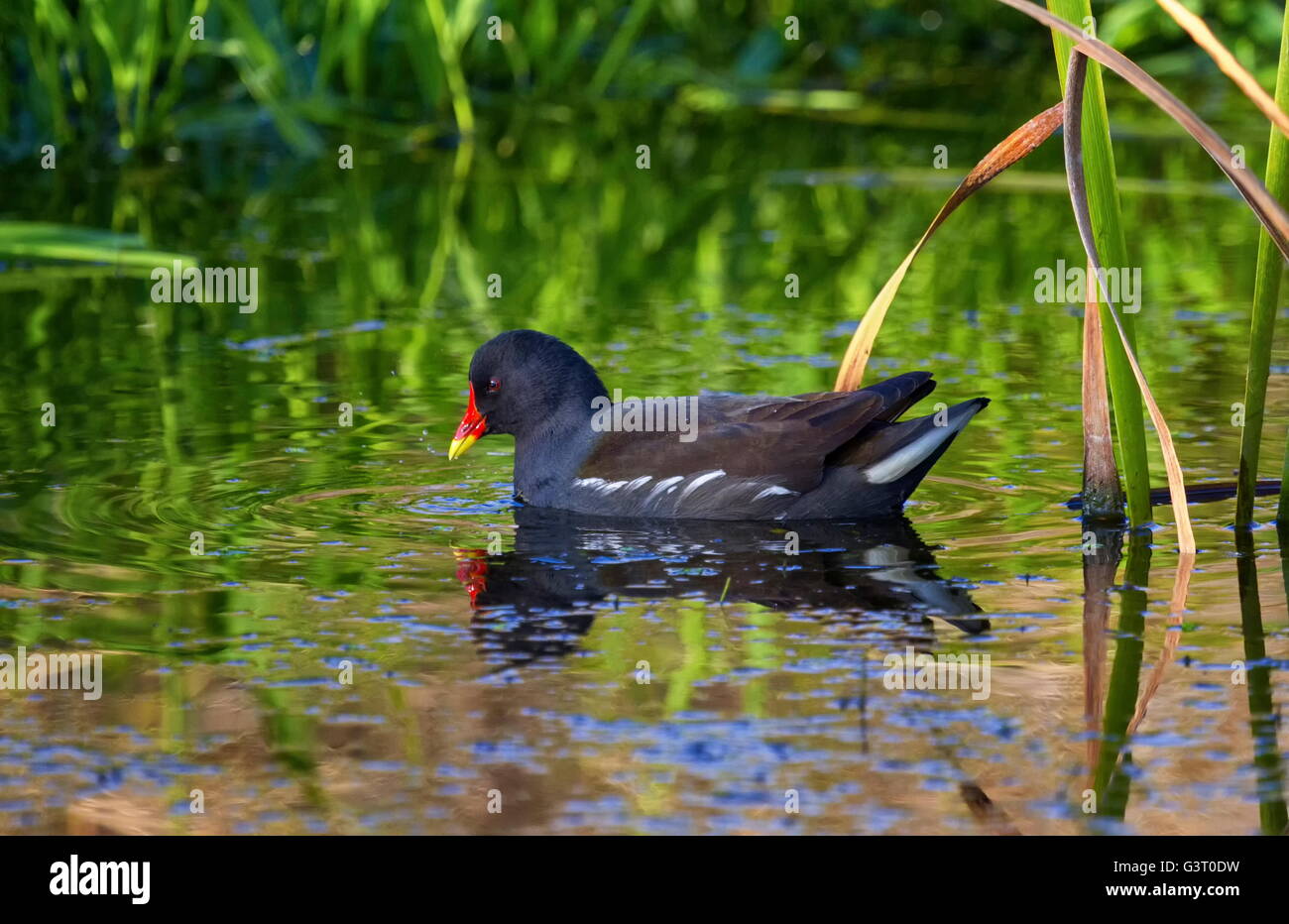 Swamp chicken hi-res stock photography and images - Alamy