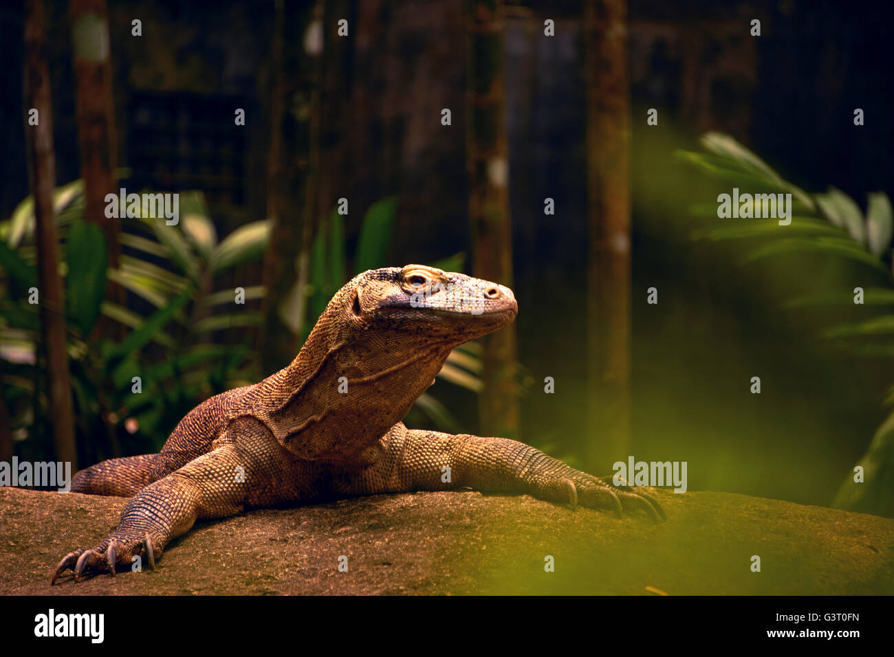 big lizard on the rock Stock Photo - Alamy
