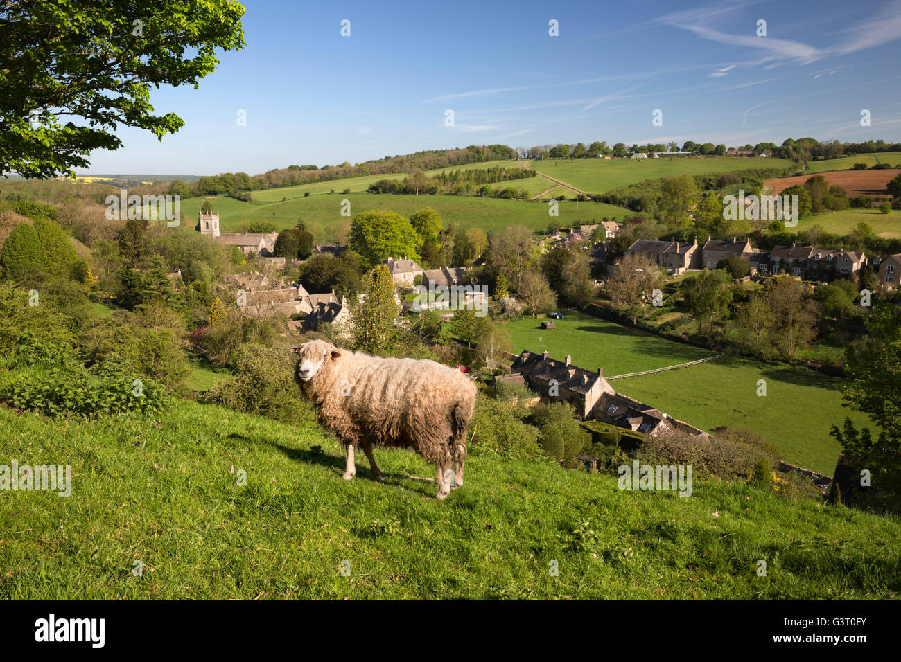 Cotswold Lion sheep above village, Naunton, Cotswolds, Gloucestershire ...