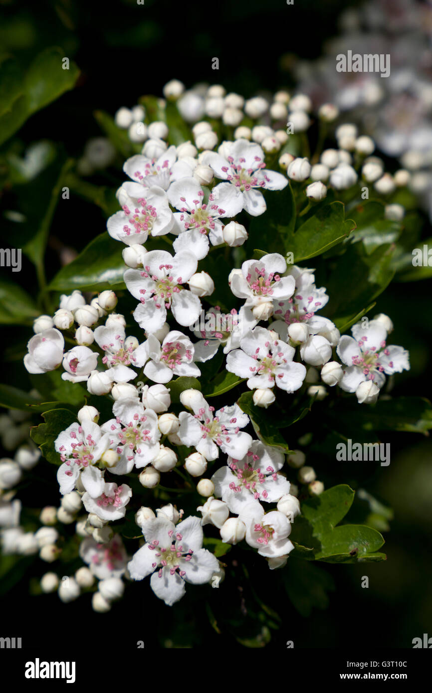 Hawthorn flowers, Gloucestershire, England, United Kingdom, Europe ...