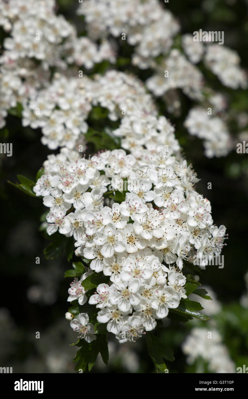 Hawthorn flowers hi-res stock photography and images - Alamy