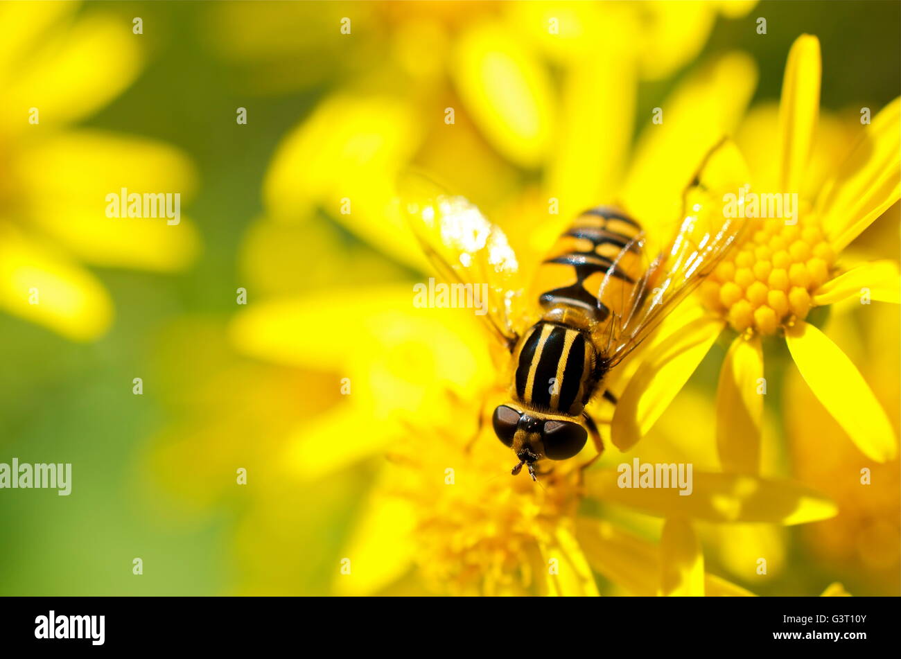 Black and yellow striped hoverfly hi-res stock photography and images ...