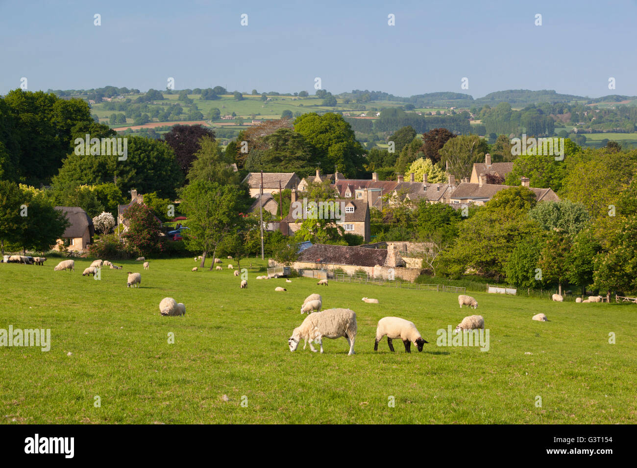Grazing sheep with view over Cotswold village and landscape, Broad ...
