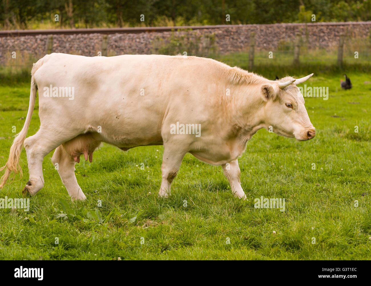 Farm animals scotland hi-res stock photography and images - Alamy