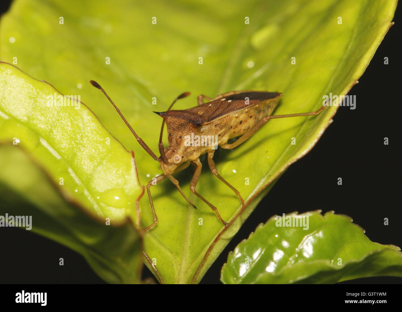Brown shield bug on a citrus leaf Stock Photo - Alamy
