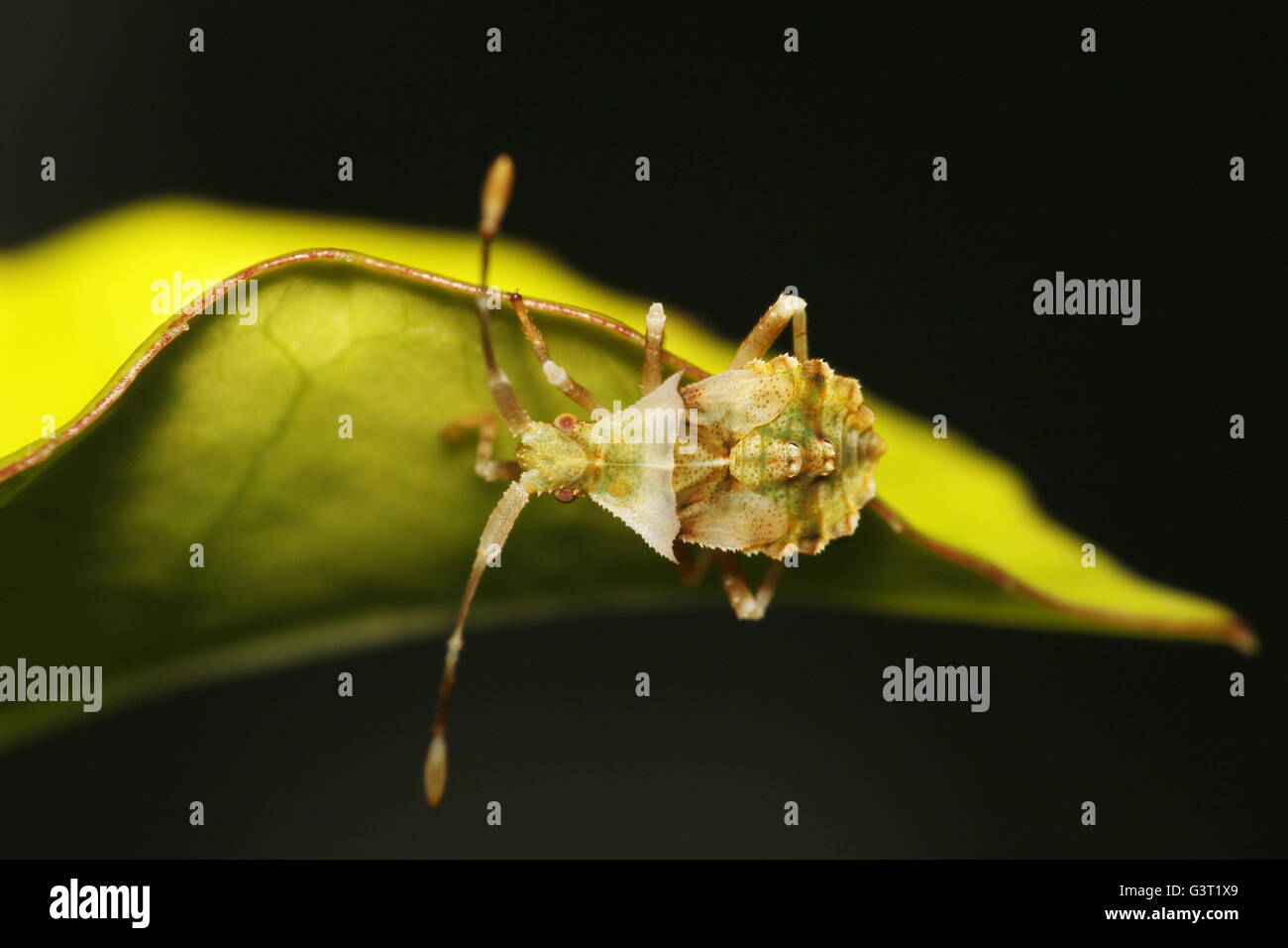Juvenile shield bug Stock Photo - Alamy