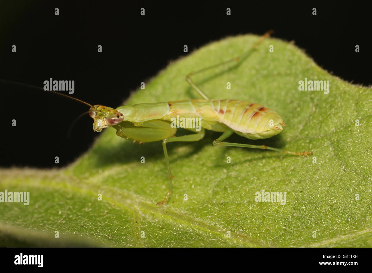 Green praying mantis Stock Photo - Alamy